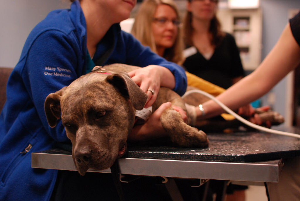 Home - COVE: Center of Veterinary Excellence