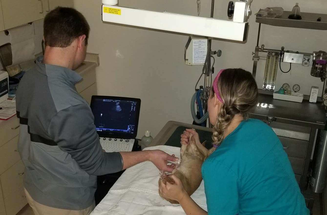 Home - COVE: Center of Veterinary Excellence