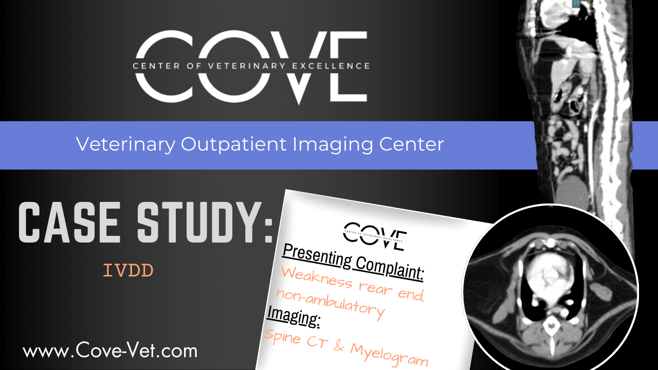 CT Case Studies for Pets | The COVE – Outpatient Veterinary Imaging